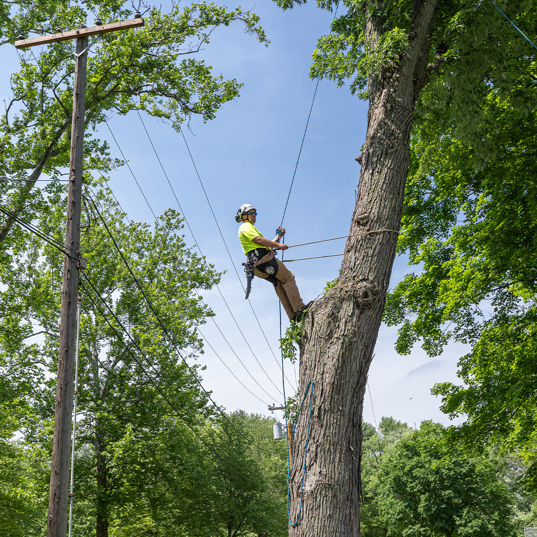 Courses – ACRT Arborist Training